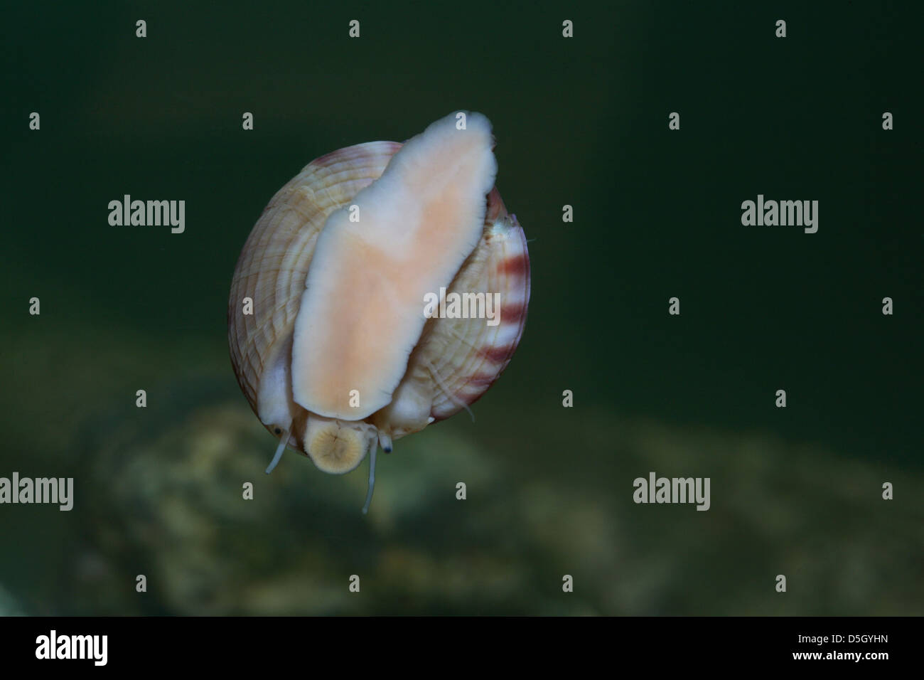 Marine snail hi-res stock photography and images - Alamy