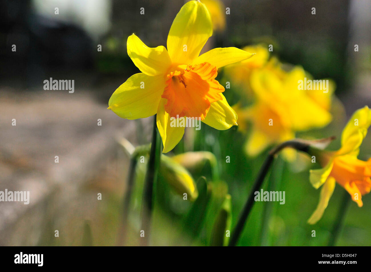 Trumpet daffodils flowering in spring in borders in front of cottages ...
