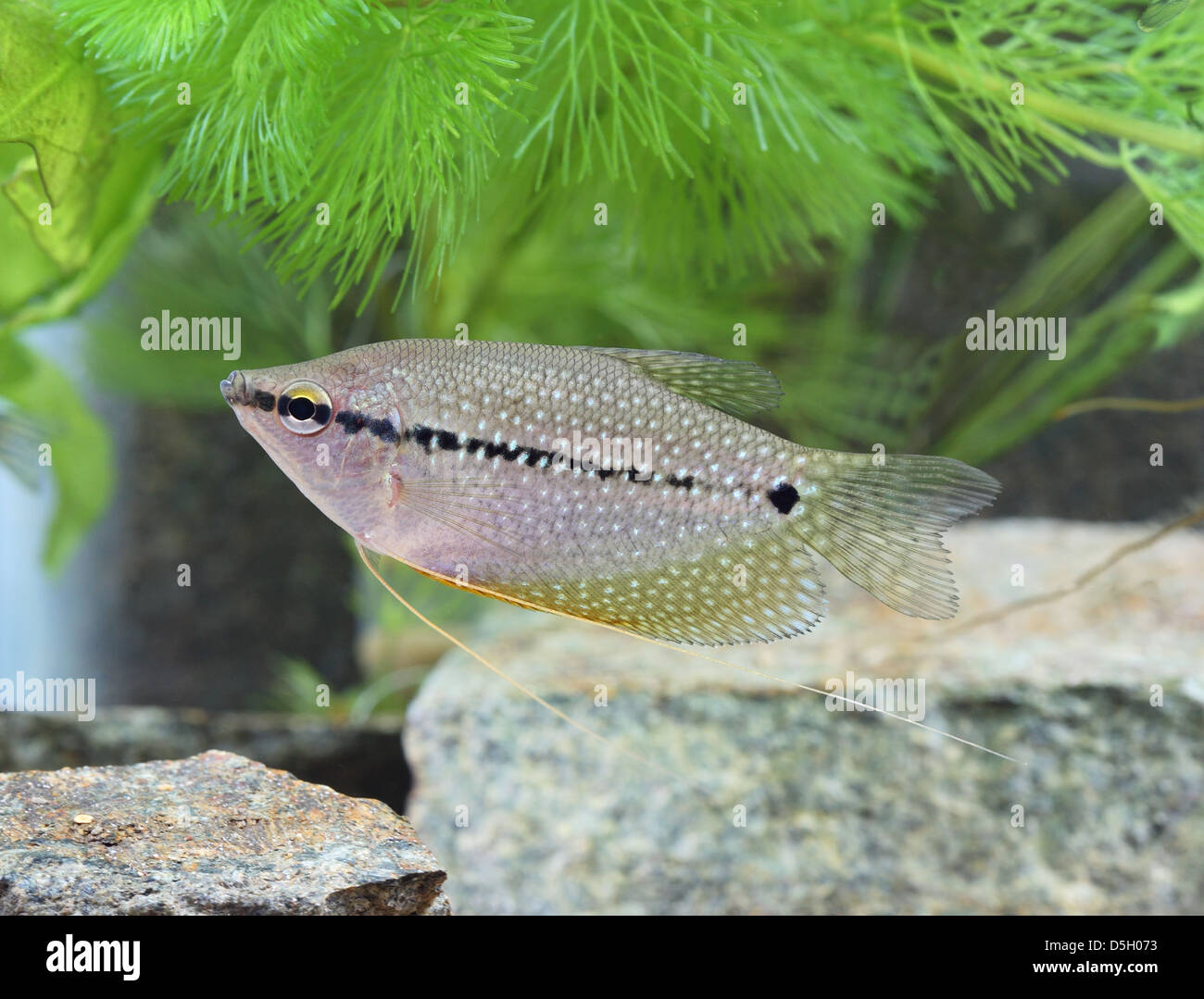 Pearl Gourami [ Trichogaster leeri ] in aquarium Stock Photo - Alamy