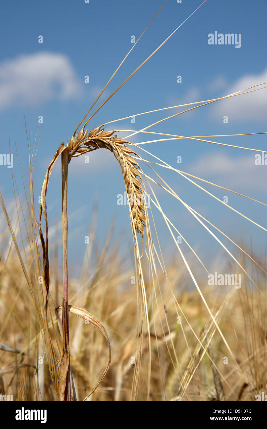 view of barley spike against blue sky Stock Photo - Alamy