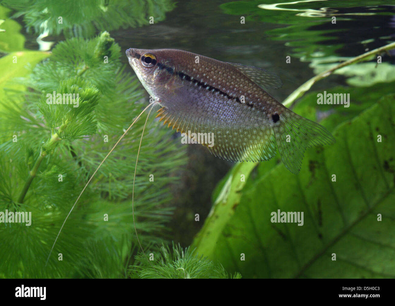 Pearl Gourami [ Trichogaster leeri ] in aquarium Stock Photo - Alamy