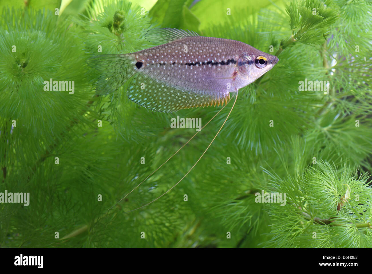 Pearl Gourami [ Trichogaster Leeri ] in aquarium Stock Photo - Alamy