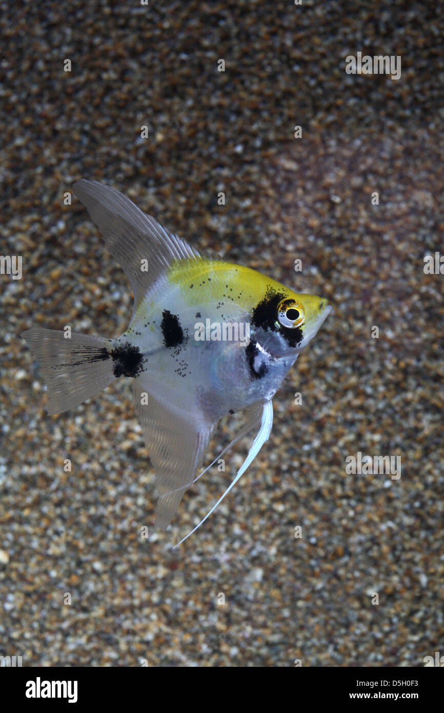 Freshwater angelfish hi-res stock photography and images - Alamy