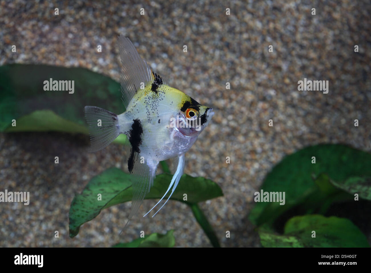 Freshwater angelfish hi-res stock photography and images - Alamy