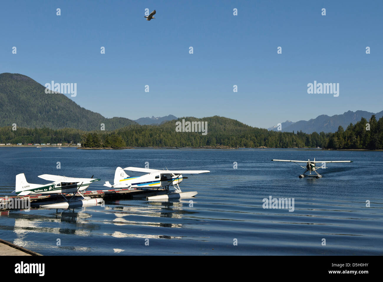 Vancouver Island, Tofino. Seaplanes with seagull flying overhead Stock ...