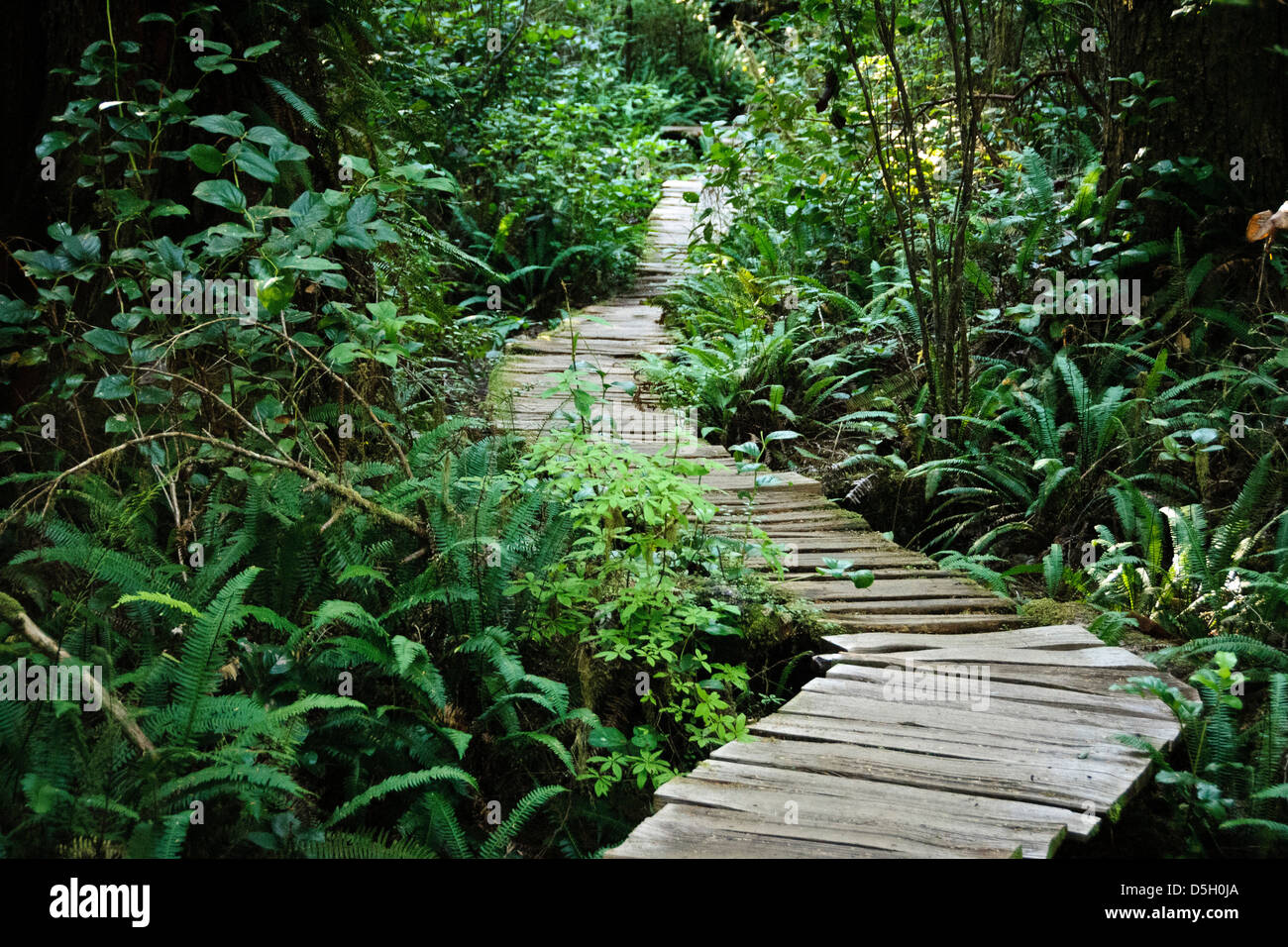 Vancouver Island, Clayoquot Sound, Tofino. Temperate rain forest wooden ...