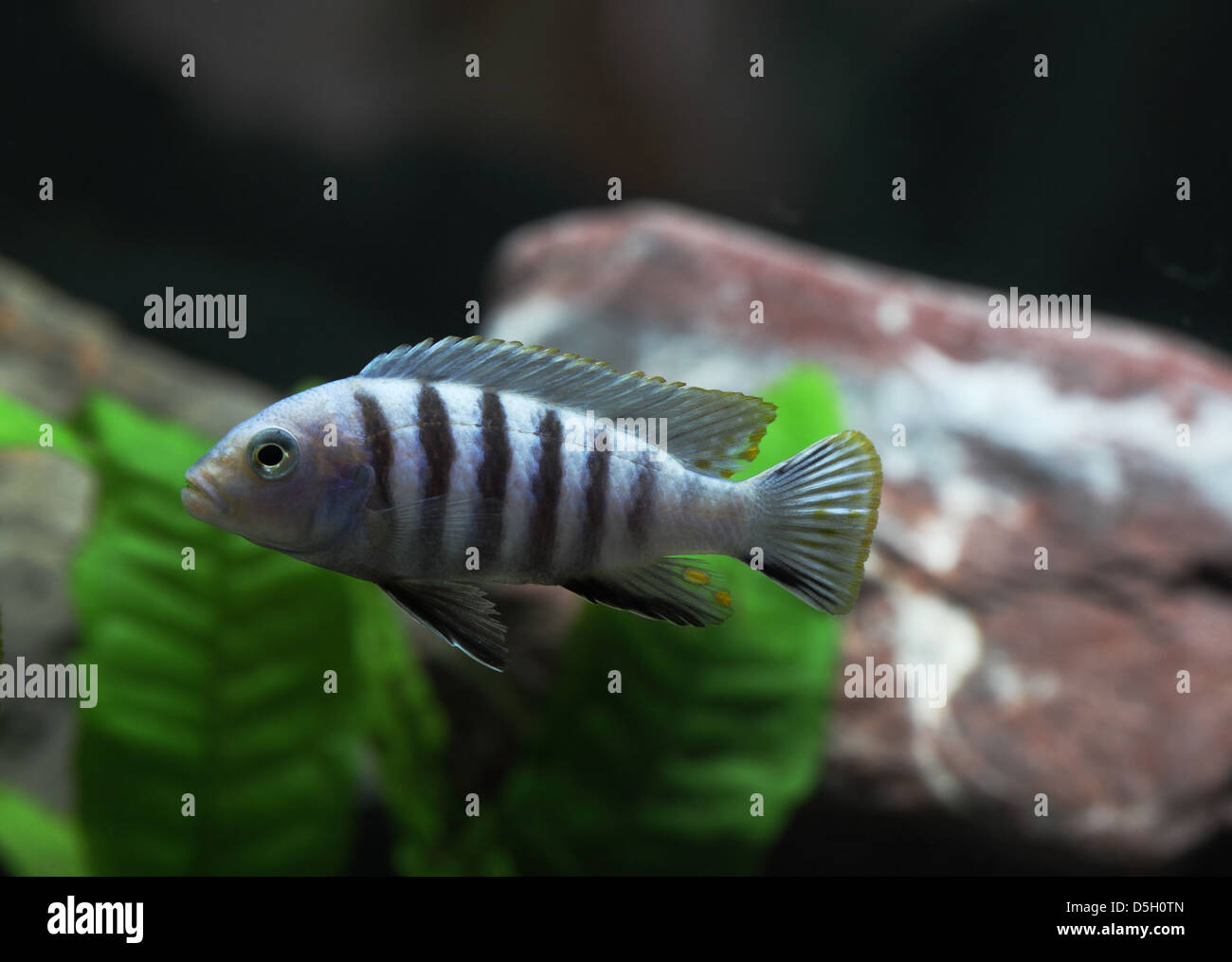 Malawi cichlid hi-res stock photography and images - Alamy