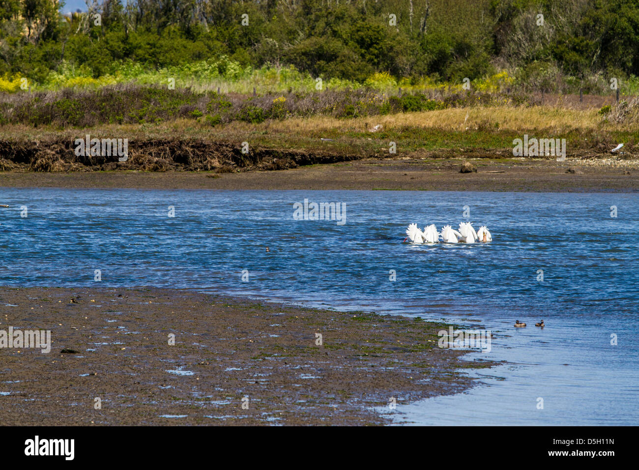 Synchronized eating hi-res stock photography and images - Alamy