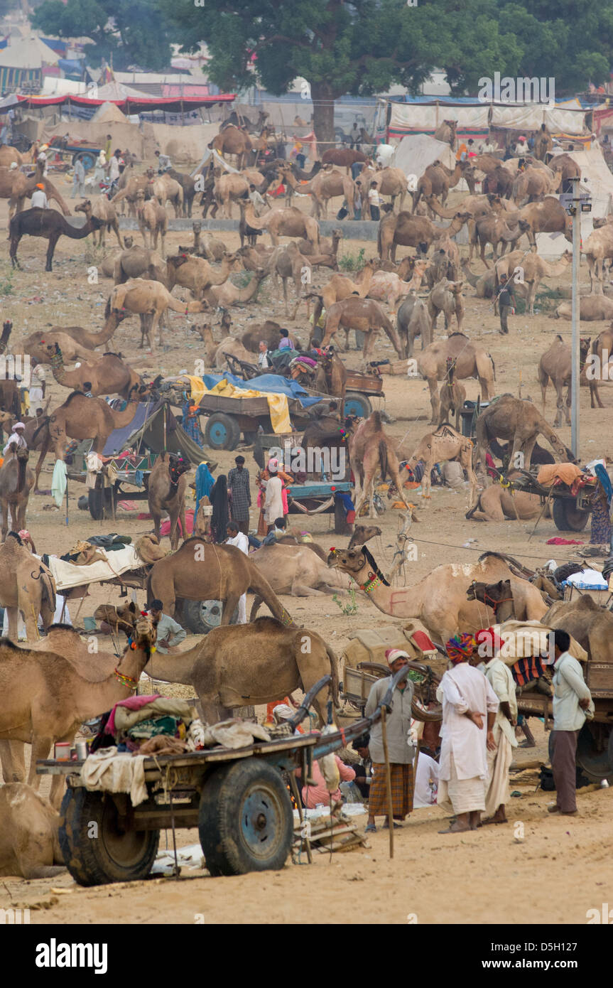 Camel carts in the desert hi-res stock photography and images - Alamy