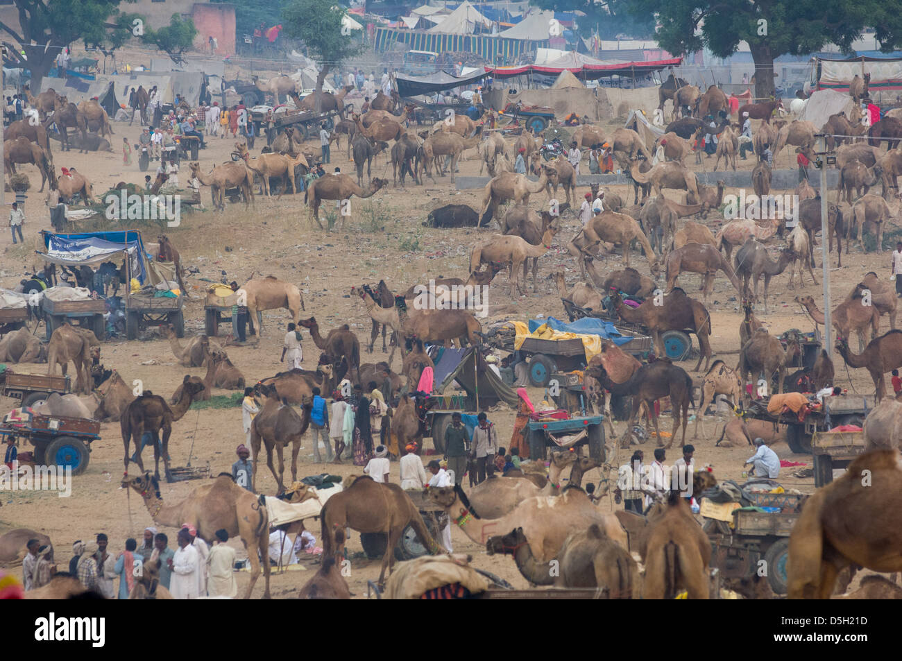 Camel carts in the desert hi-res stock photography and images - Alamy