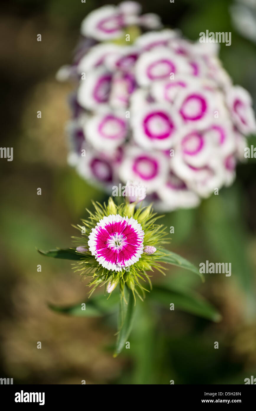 Cluster of small flowers hi-res stock photography and images - Alamy