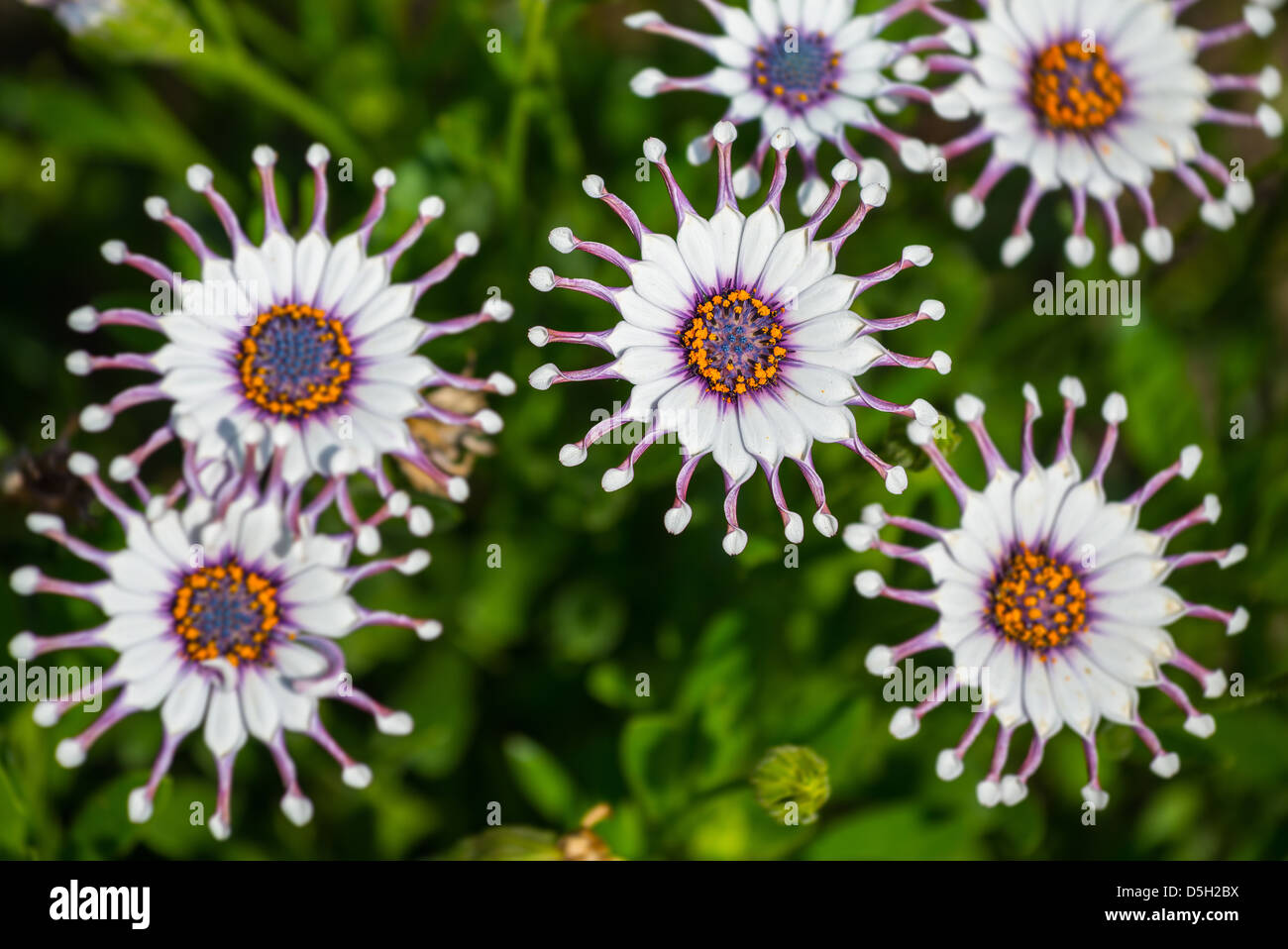Beautiful spring flowers in bloom Stock Photo - Alamy