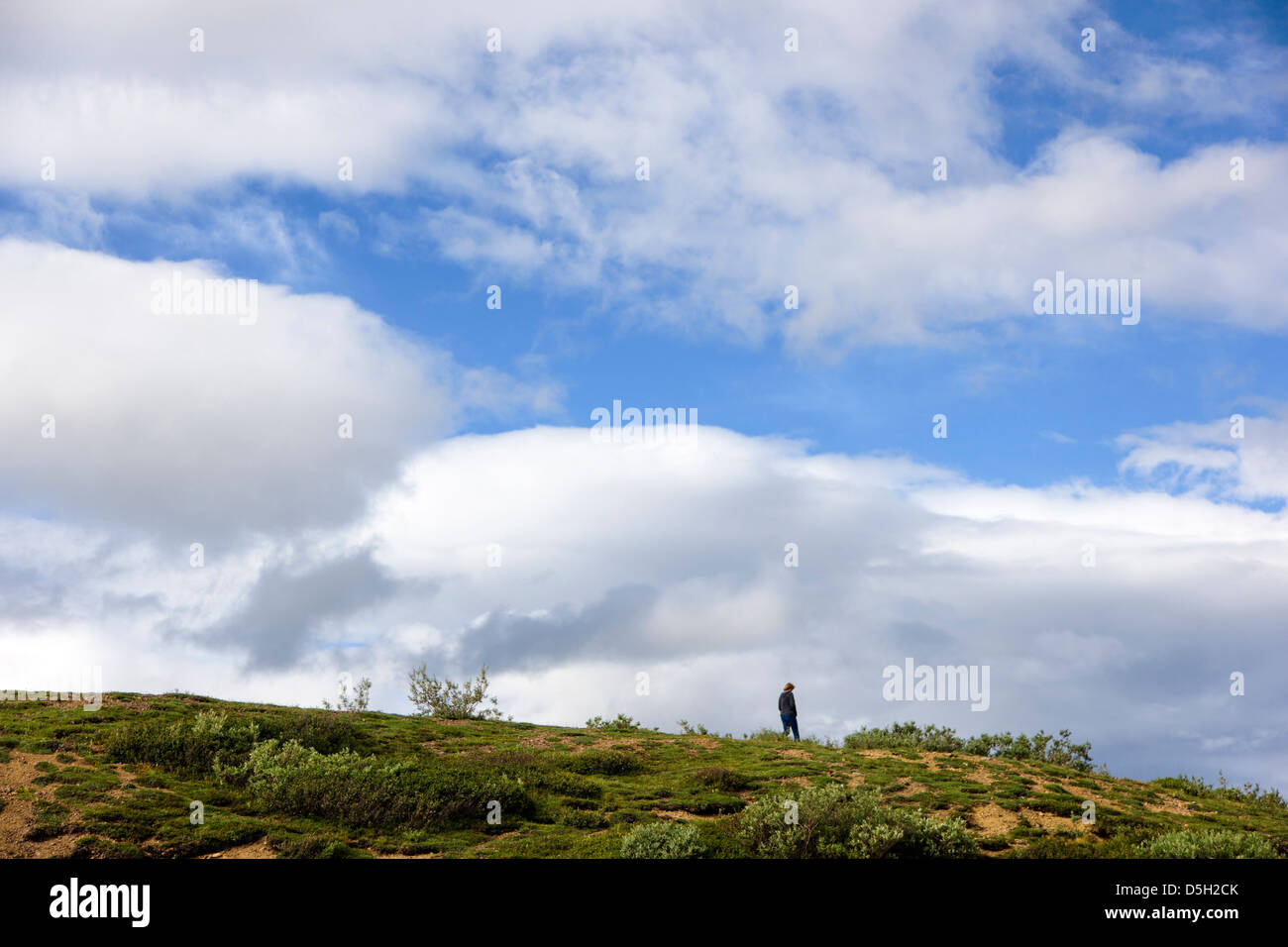 Park visitors enjoying the view at Polychrome Overlook, Denali National ...