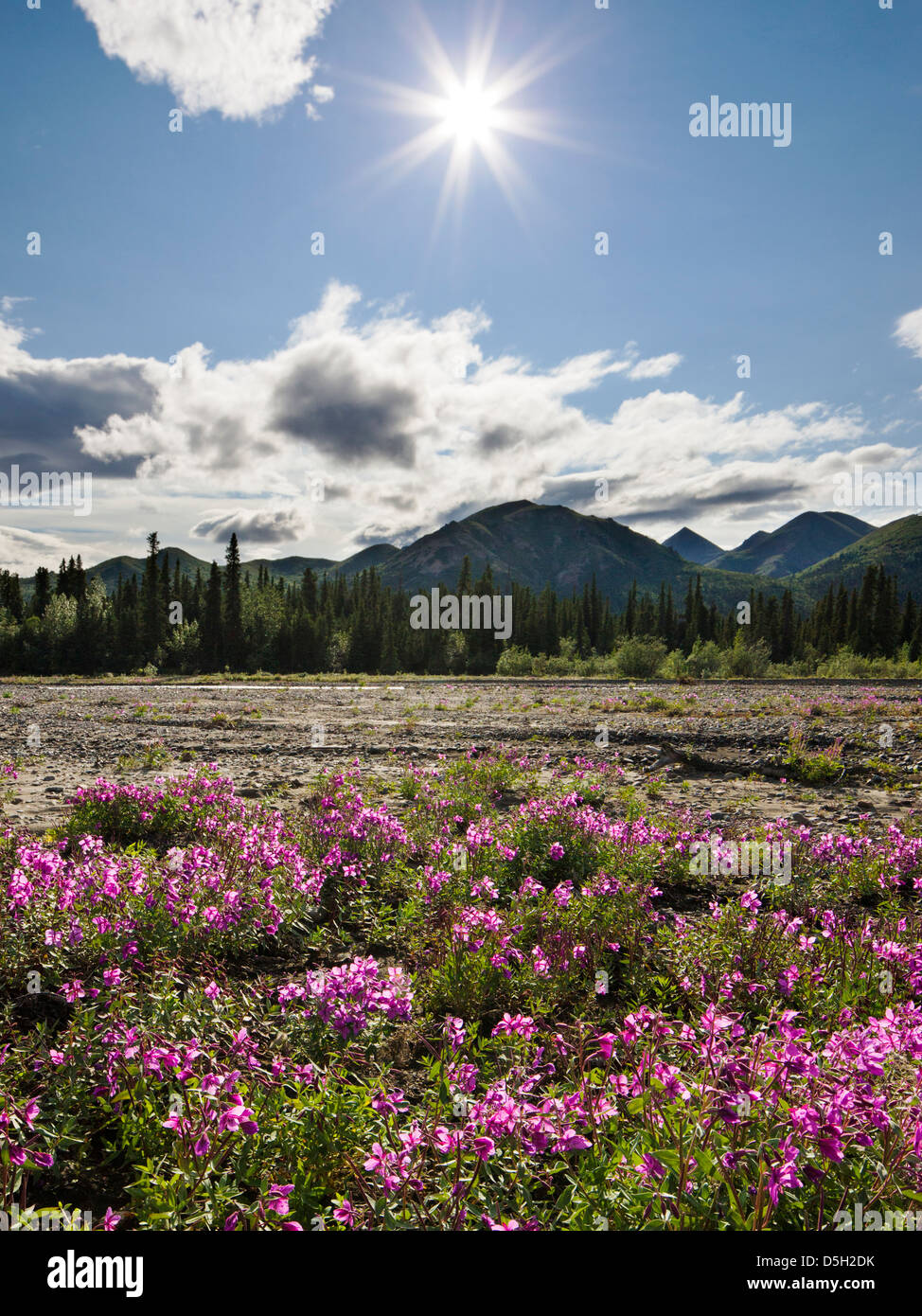 Tall Fireweed (Evening Primrose), Savage River bed, Denali National ...