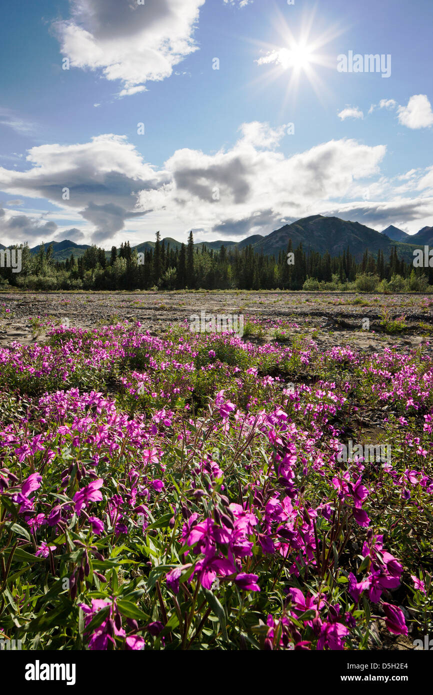 Tall Fireweed (Evening Primrose), Savage River bed, Denali National ...
