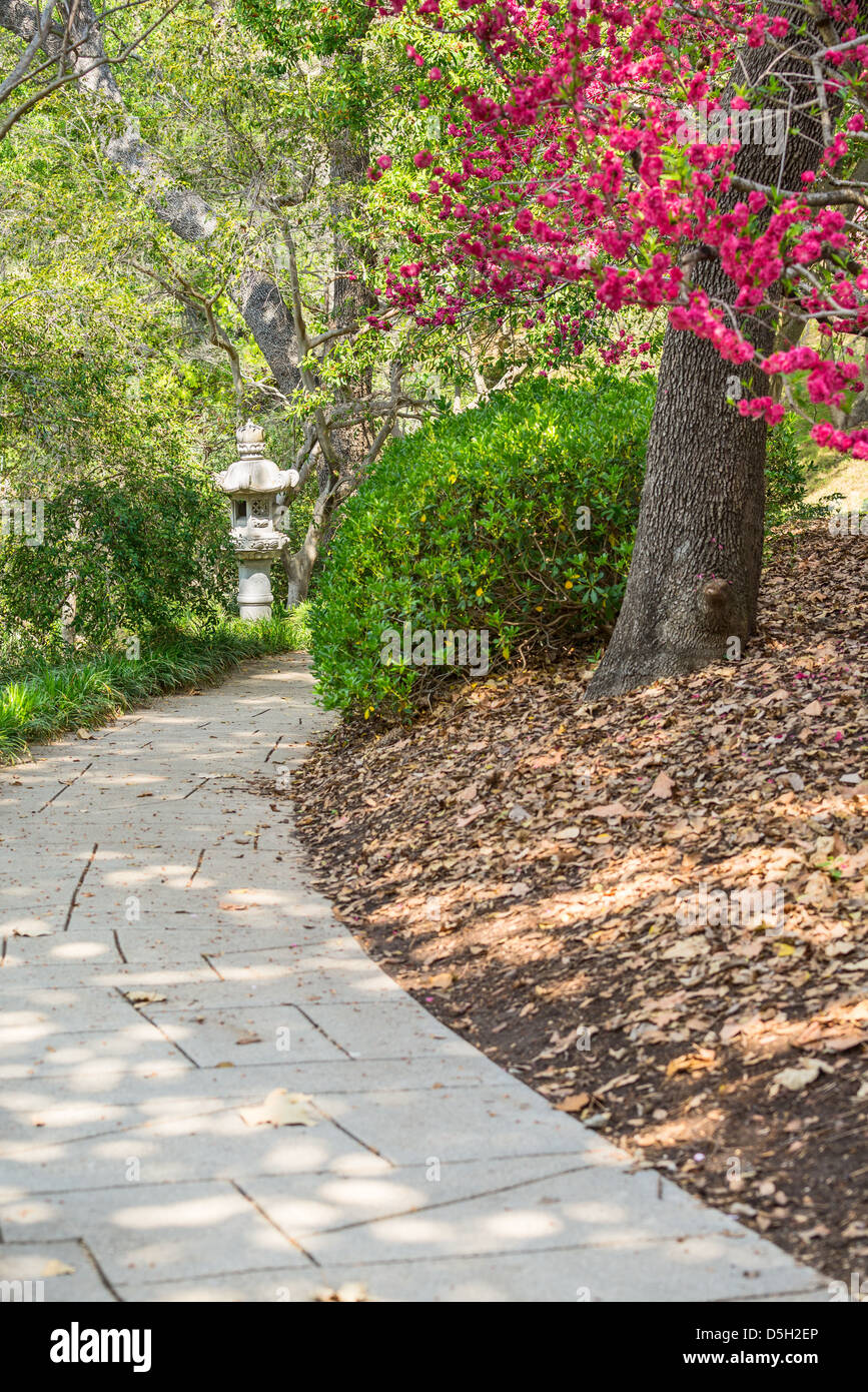 Spring scene at the Japanese Garden of the Huntington Library and ...