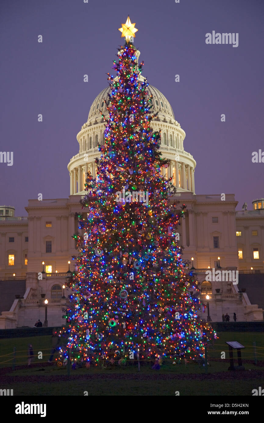 Capitol Christmas Tree at dusk in front of U.S. Capitol, Washington D.C ...