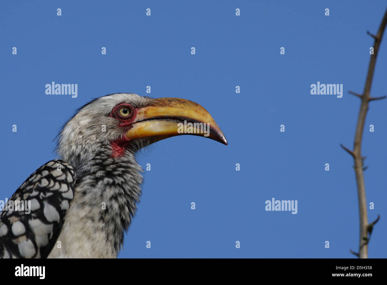 Hornbill eating fruit hi-res stock photography and images - Alamy