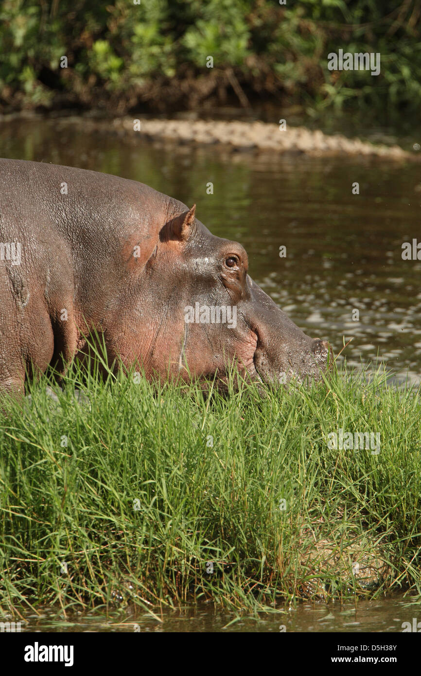 Hippopotamus ivory hi-res stock photography and images - Alamy