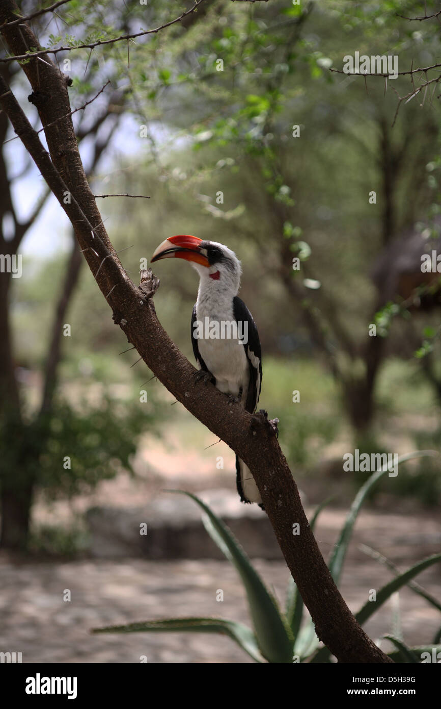 Hornbill eating fruit hi-res stock photography and images - Alamy