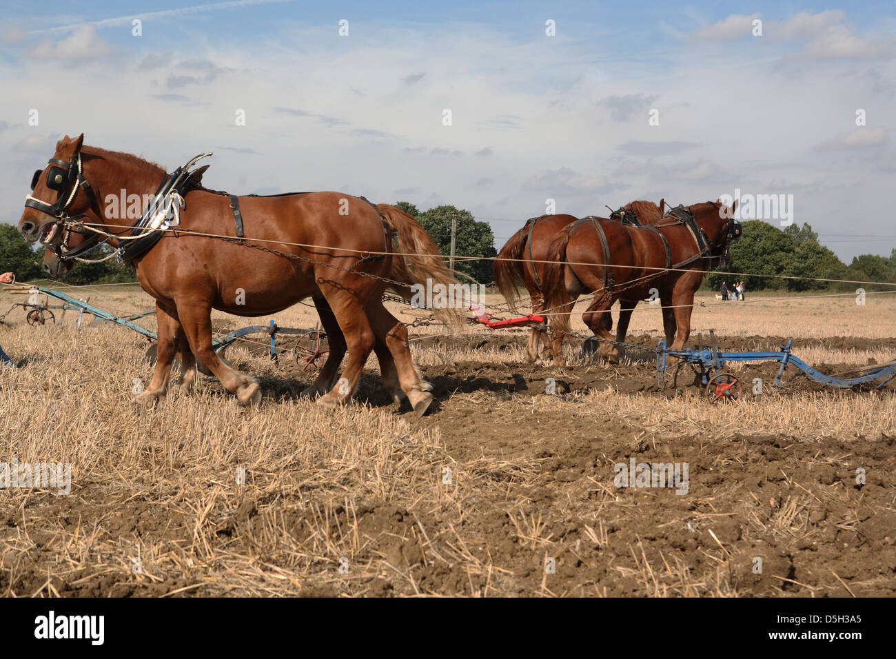 Shire horse societys hi-res stock photography and images - Alamy