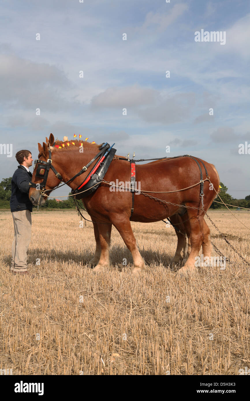 Shire horse societys hi-res stock photography and images - Alamy