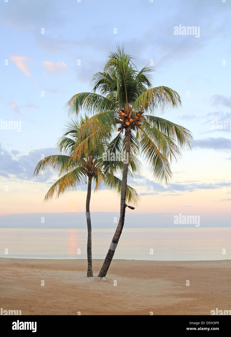 lonely palm tree Stock Photo - Alamy