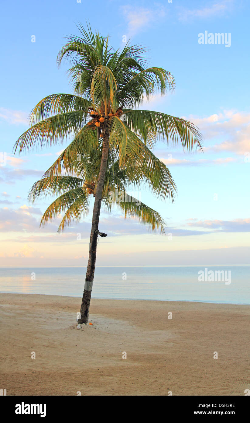 lonely palm tree Stock Photo - Alamy