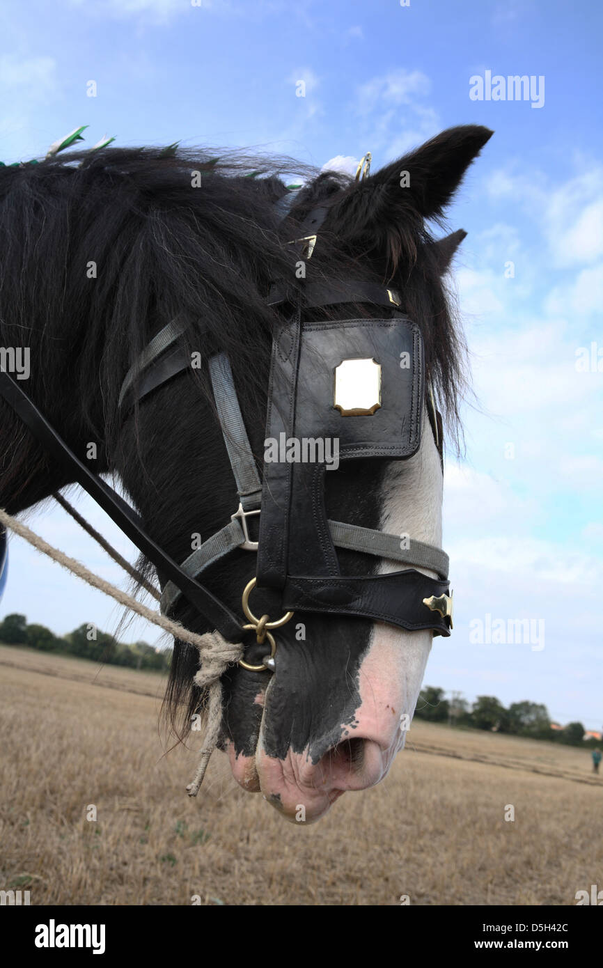 Shire horse societys hi-res stock photography and images - Alamy