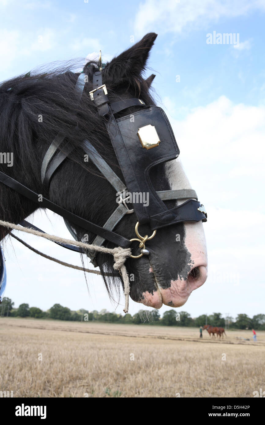 Shire horse societys hi-res stock photography and images - Alamy