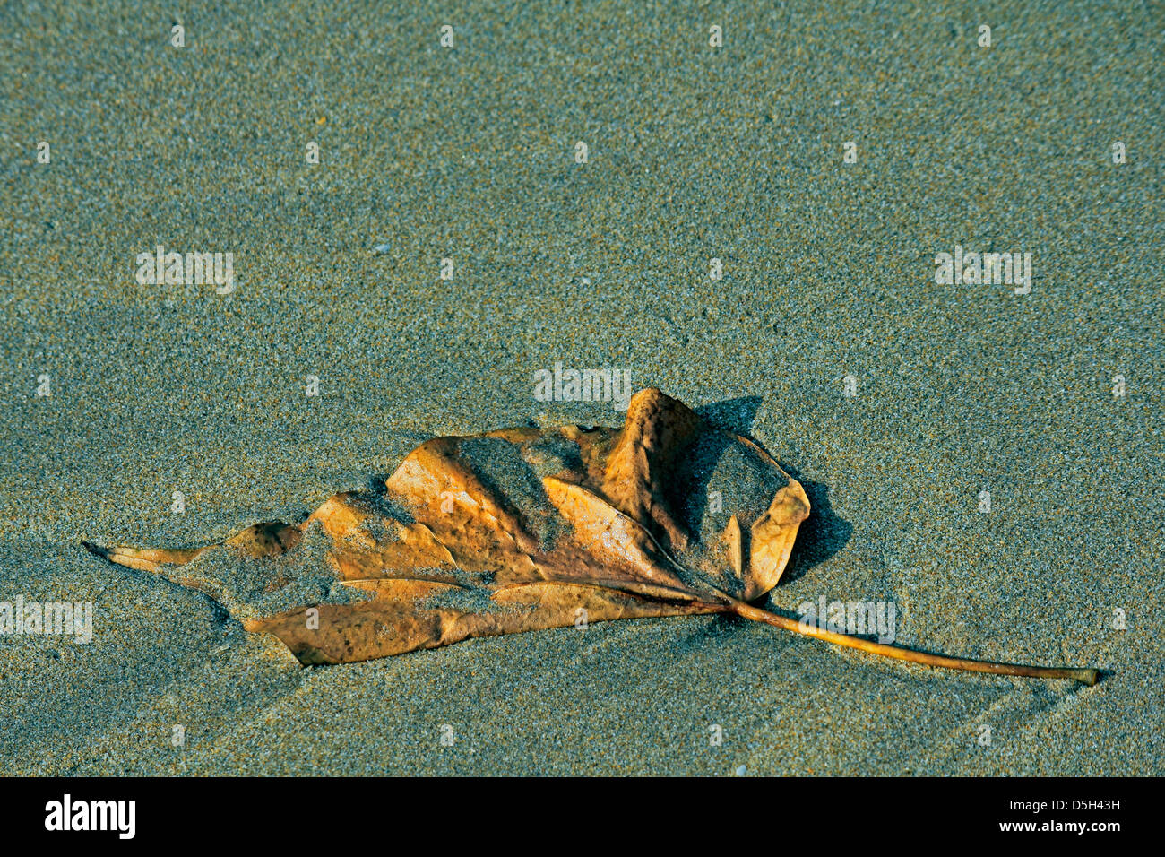 Fallen leaf on beach Stock Photo - Alamy