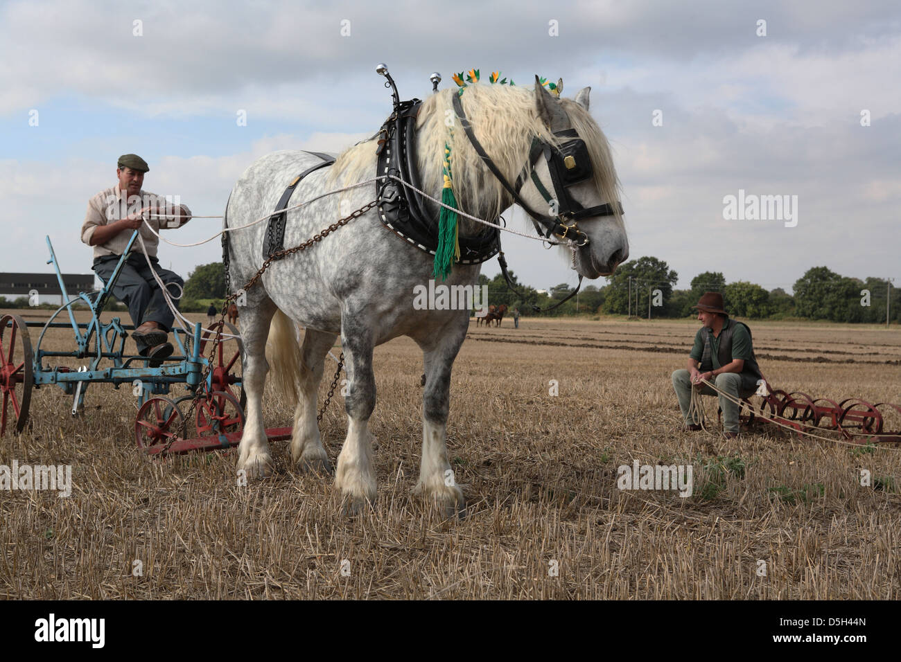 Rare horse breeds hi-res stock photography and images - Alamy