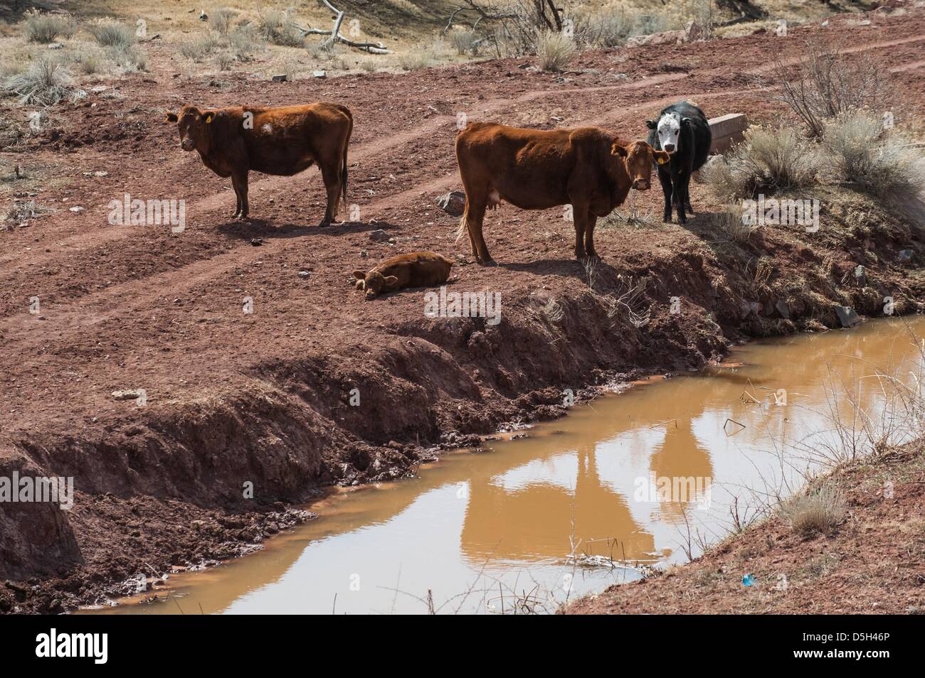 Navajo ranchers new mexico hi-res stock photography and images - Alamy