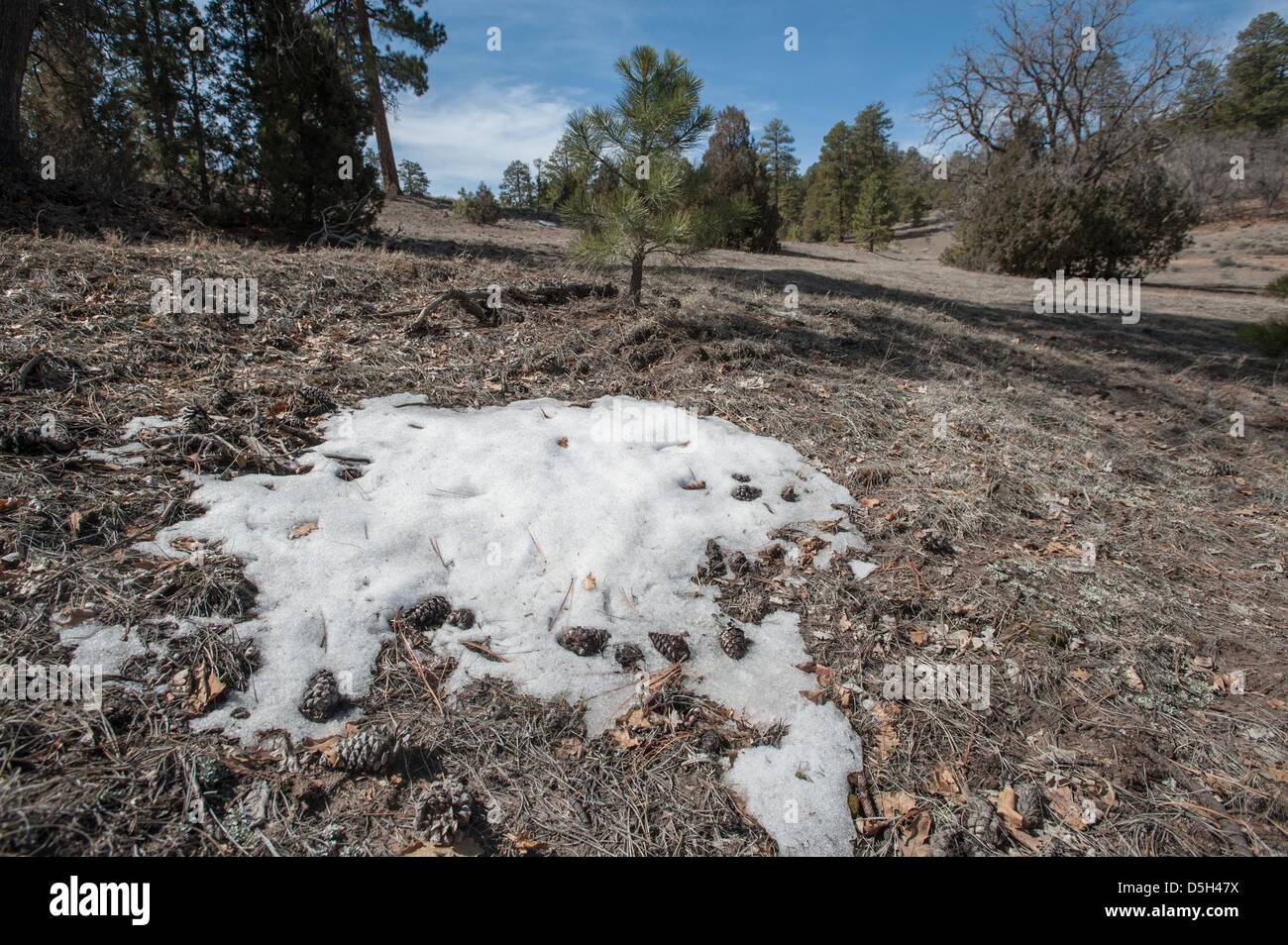 March 28, 2013 - Navajo, New Mexico, U.S - A small amount of spring ...