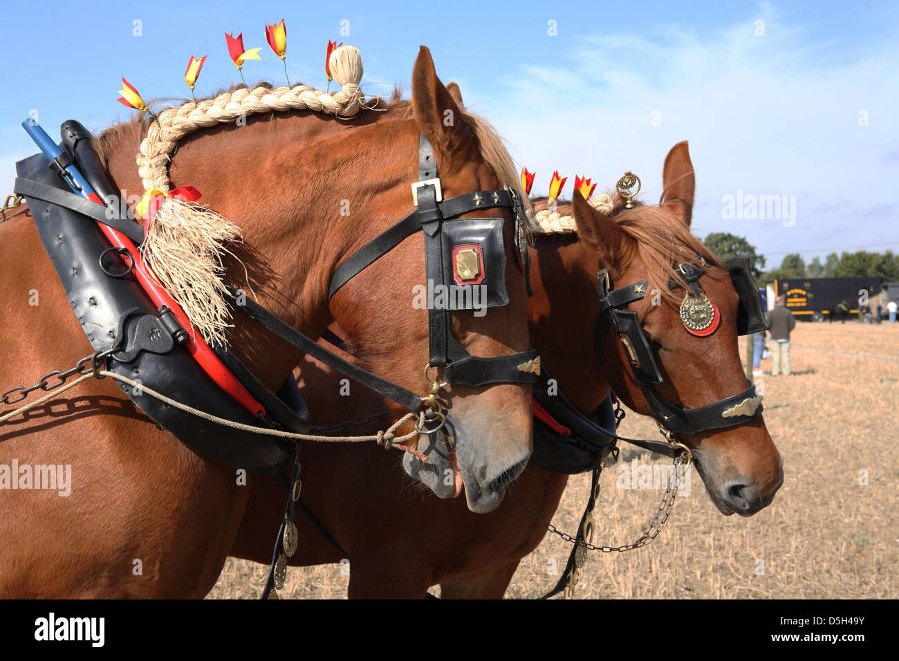Shire horse societys hi-res stock photography and images - Alamy
