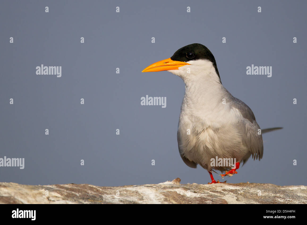 river tern walking on a rock stained white with bird droppings with sky ...