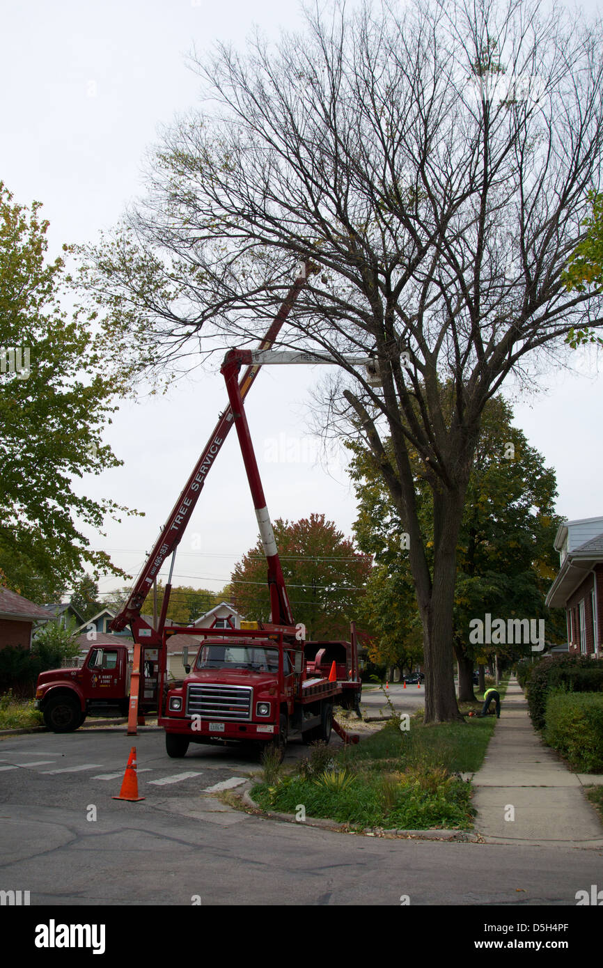 Removal of American elm tree infected with Dutch elm disease. Oak Park ...
