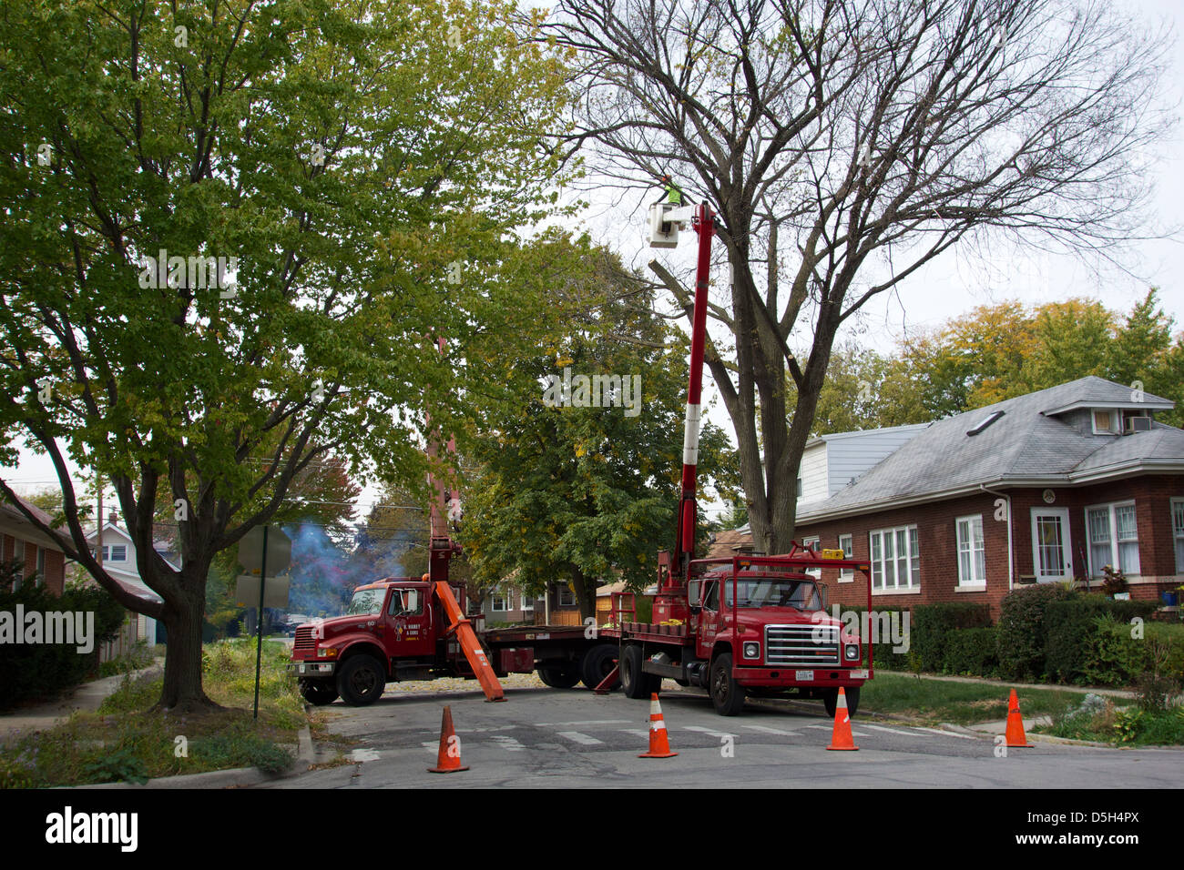 Removal of American elm tree infected with Dutch elm disease. Oak Park ...