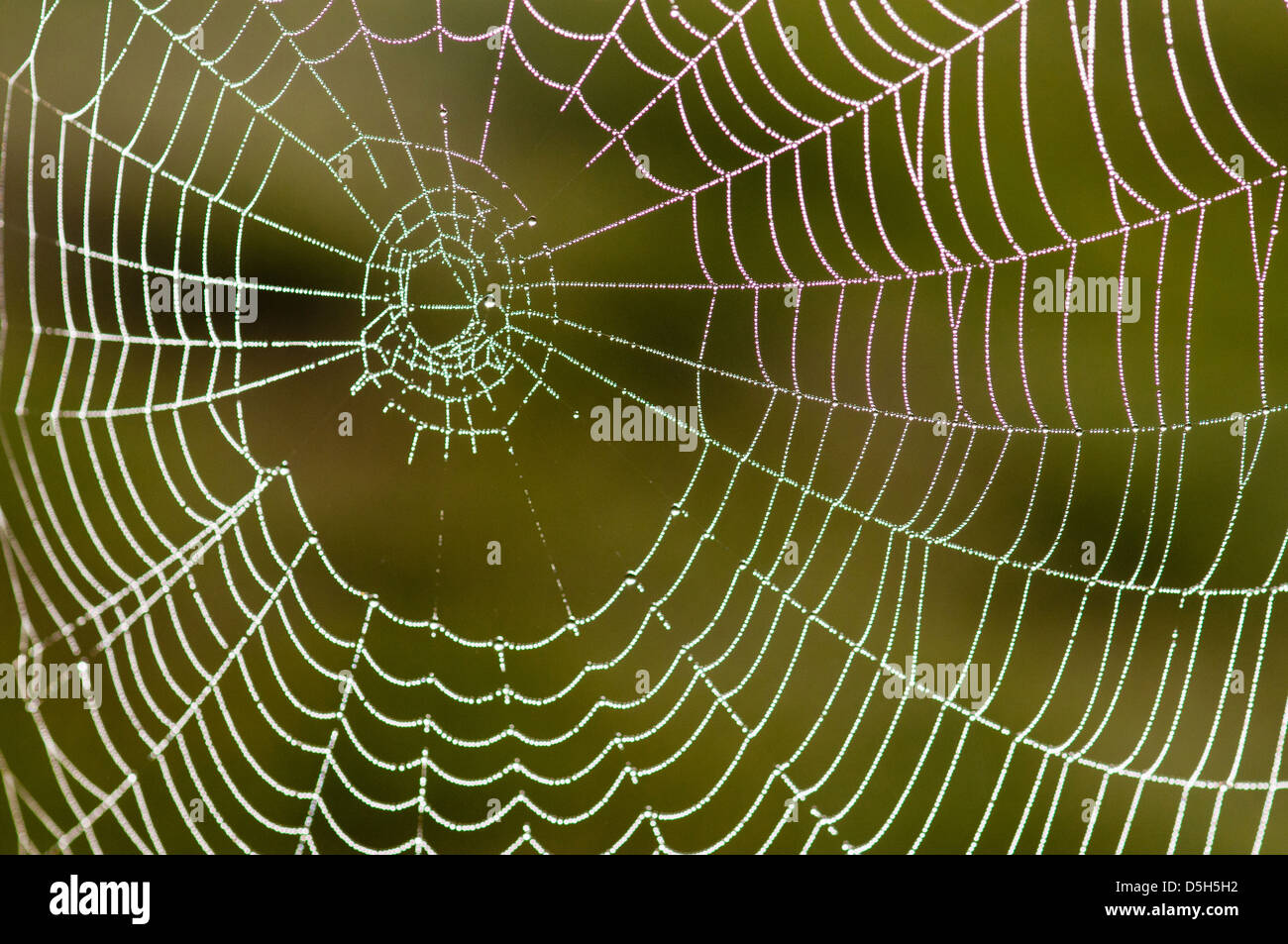 Dew-covered spider web (orb web Stock Photo - Alamy