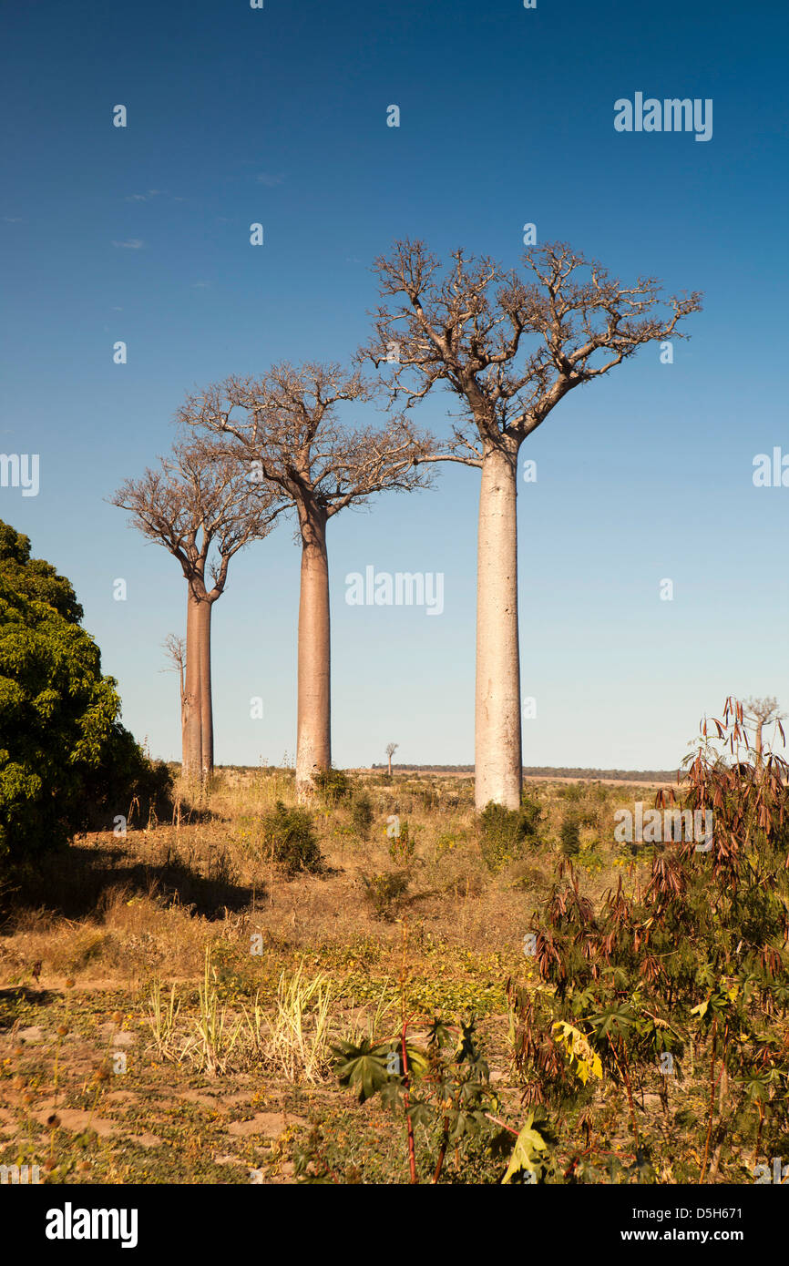 Madagascar, Toliara, Baobab Trees Adansonia grandidieri Stock Photo - Alamy