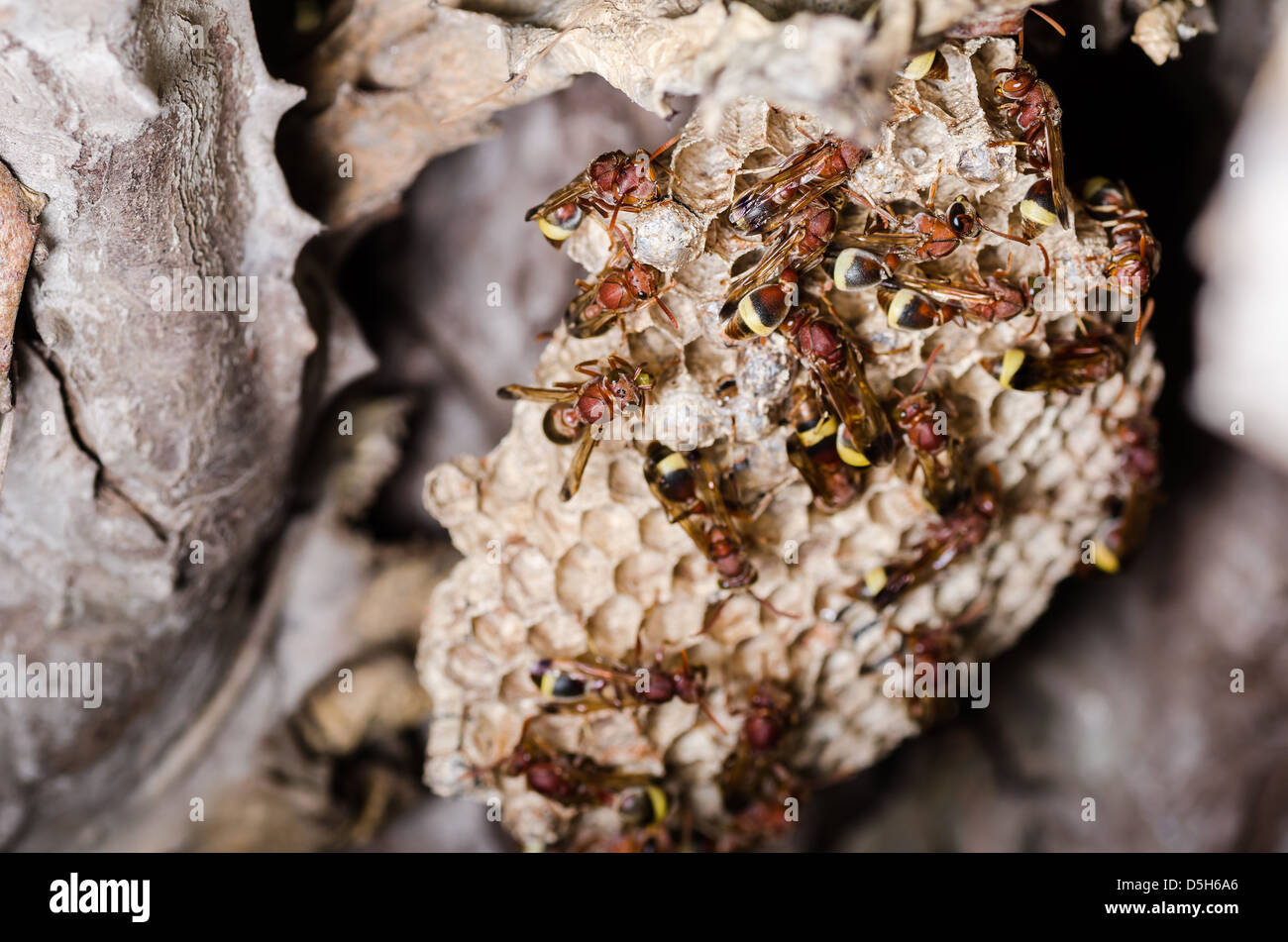 Brown wasps in the nest in colony insect concept Stock Photo - Alamy