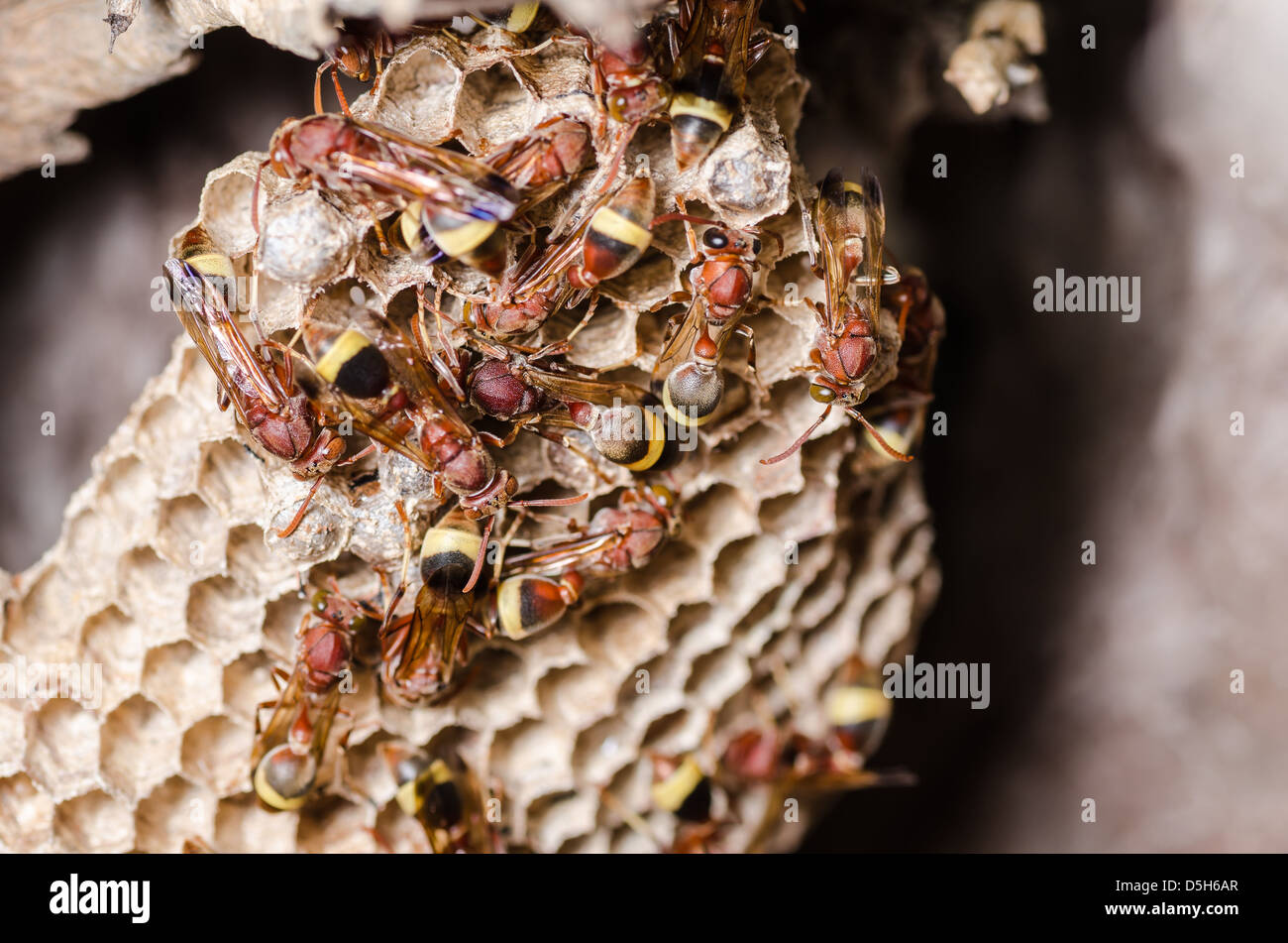 Brown wasps in the nest in colony insect concept Stock Photo - Alamy