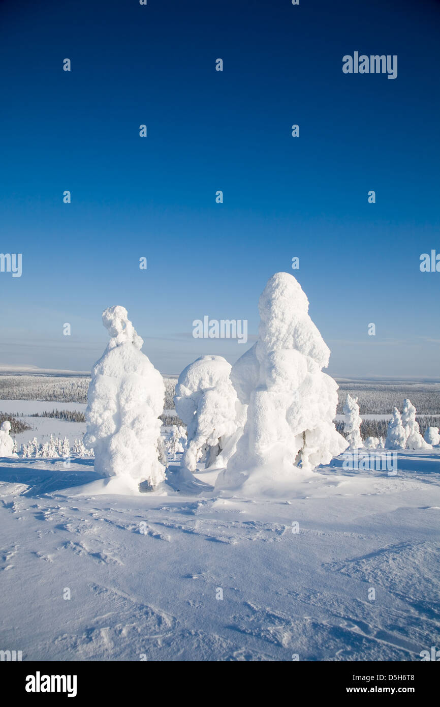 Beautiful winter landscpe with snow in Lapland Finland Stock Photo - Alamy