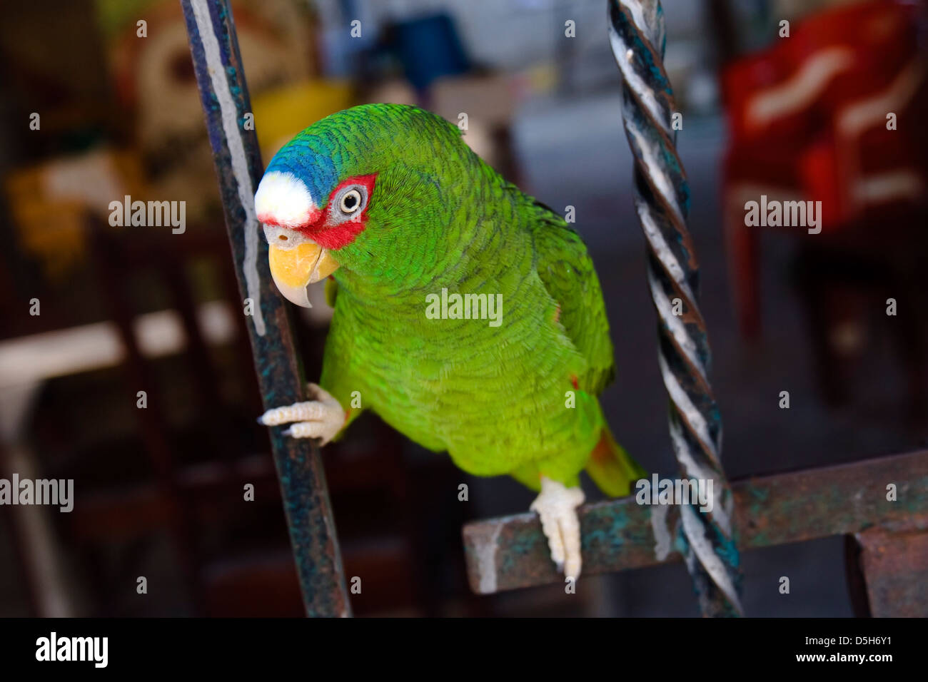 Colorful Amazon parrot perched on metal bars Stock Photo - Alamy