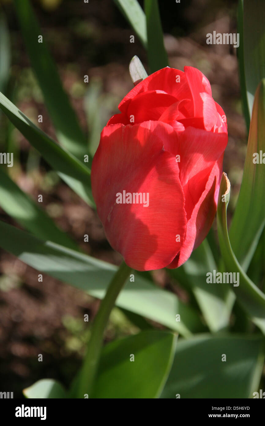 Red cup like flower hi-res stock photography and images - Alamy