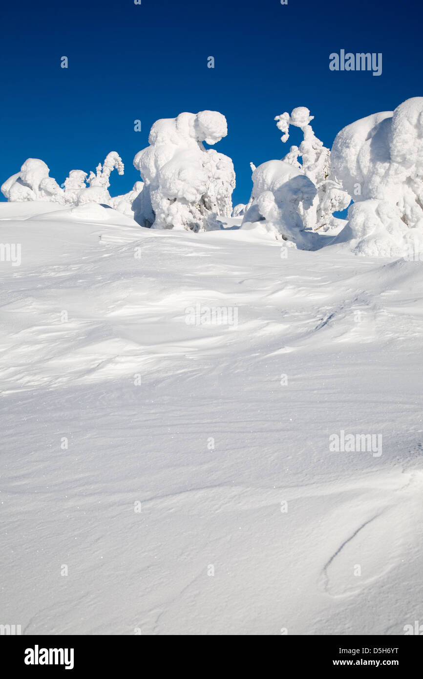 Beautiful winter landscpe with snow in Lapland Finland Stock Photo - Alamy