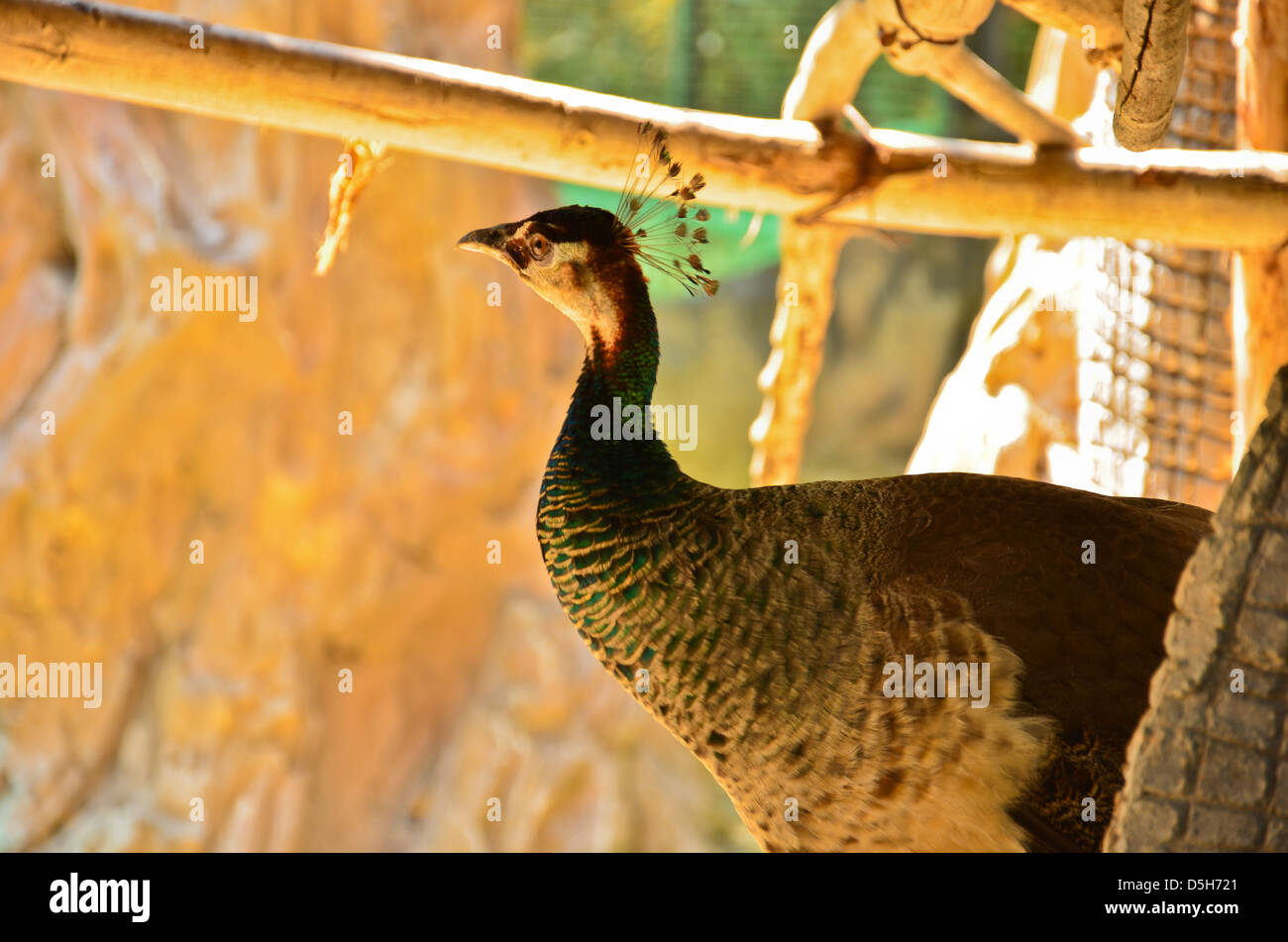 Preening peacock hi-res stock photography and images - Alamy