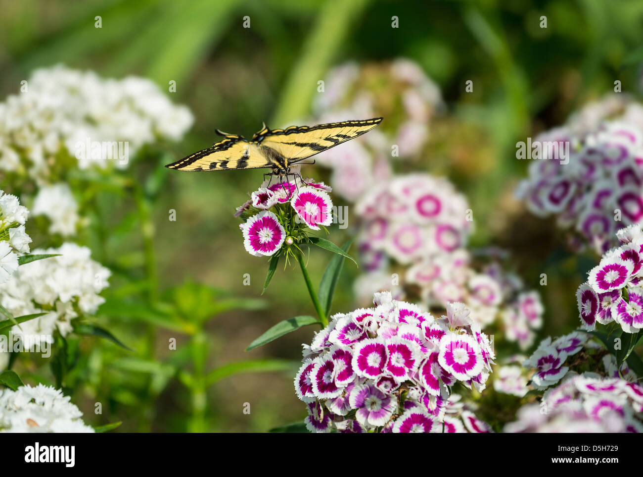 Beautiful spring flowers in bloom Stock Photo - Alamy