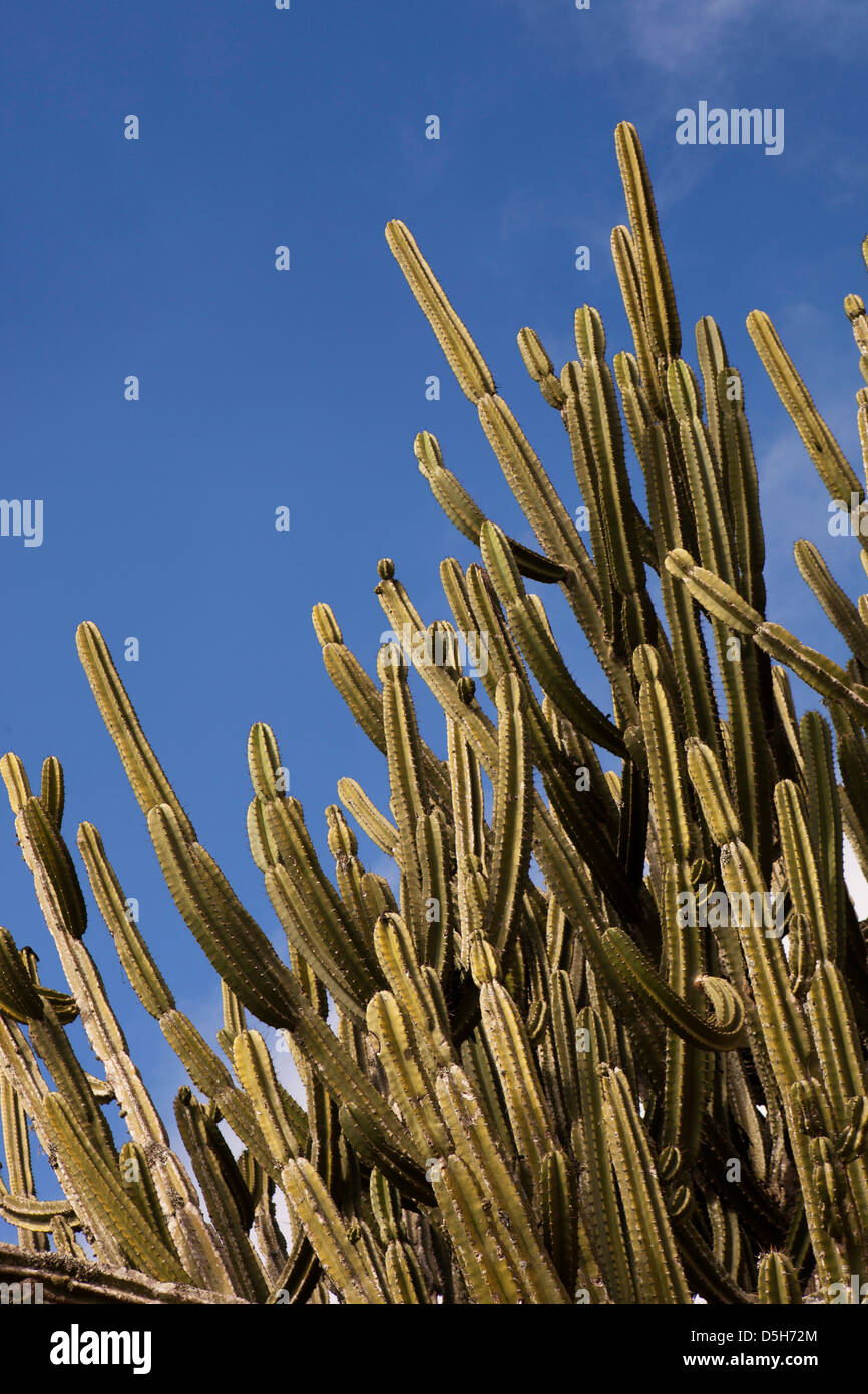Madagascar, Fianarantsoa, Haute Ville, Upper Town, cactus against deep ...