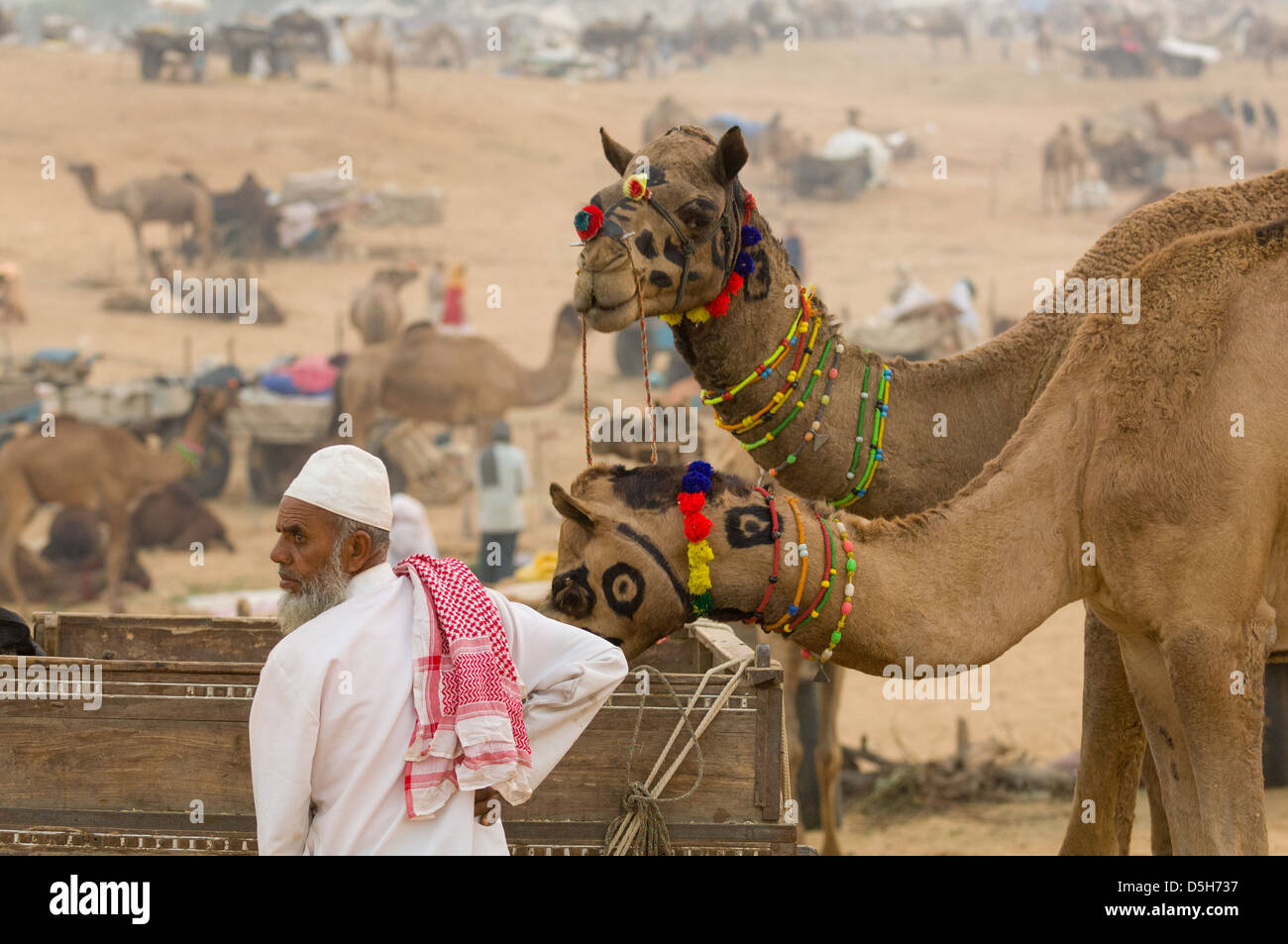 Decorated camel cart hi-res stock photography and images - Alamy